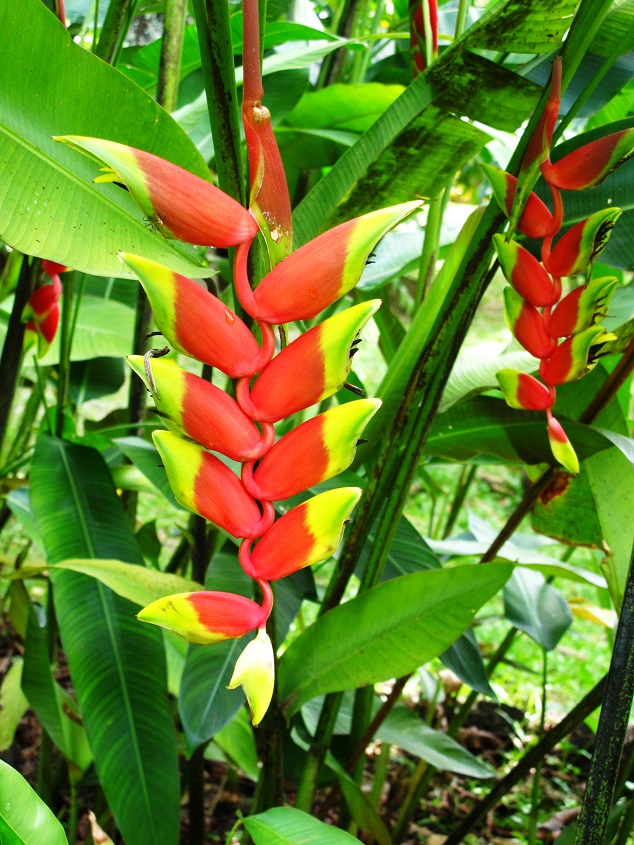 Ogród Perdana w Kuala Lumpur