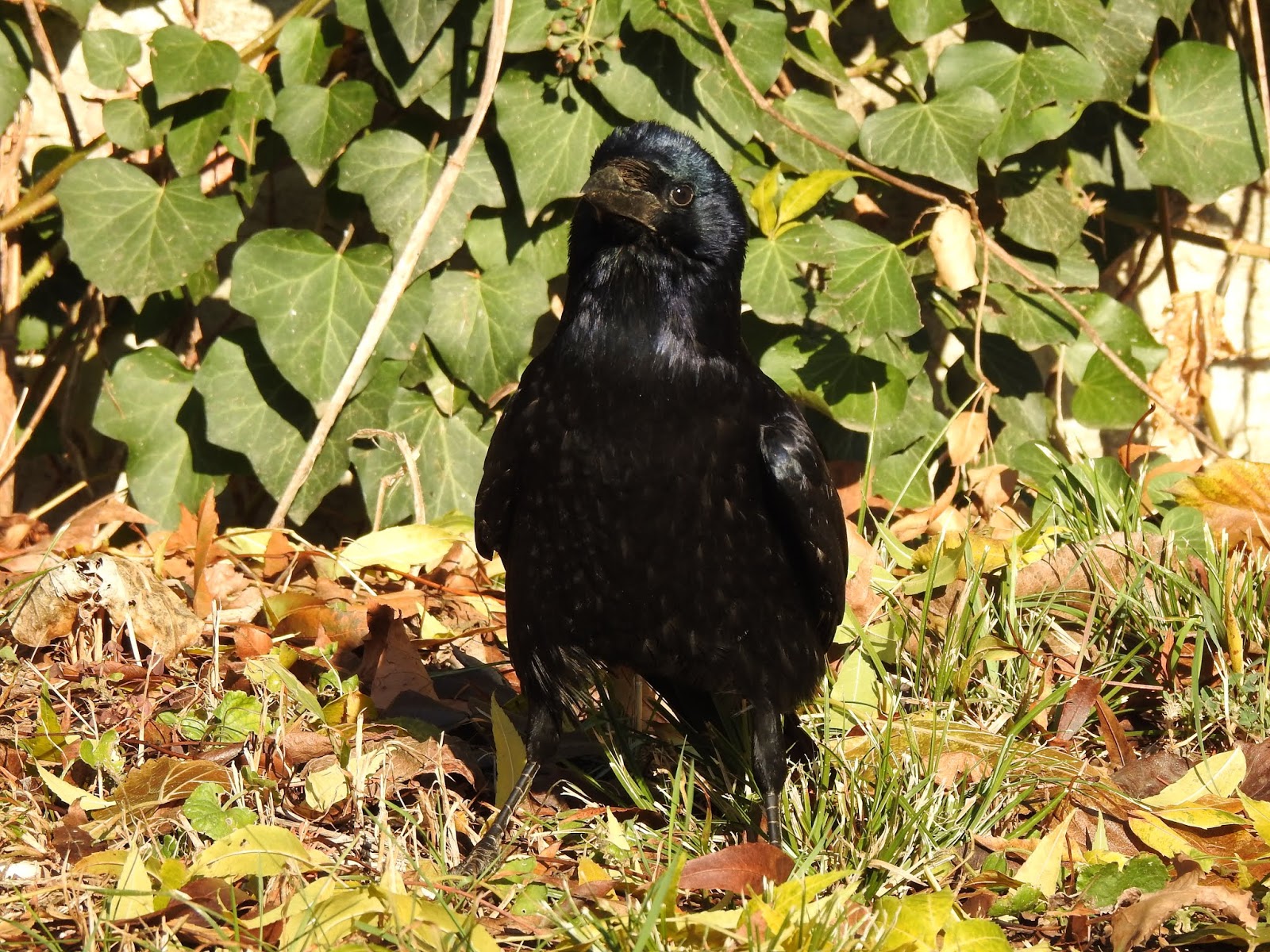 PASARI DIN ROMANIA: CIOARA DE SEMANATURA, Corvus frugilegus
