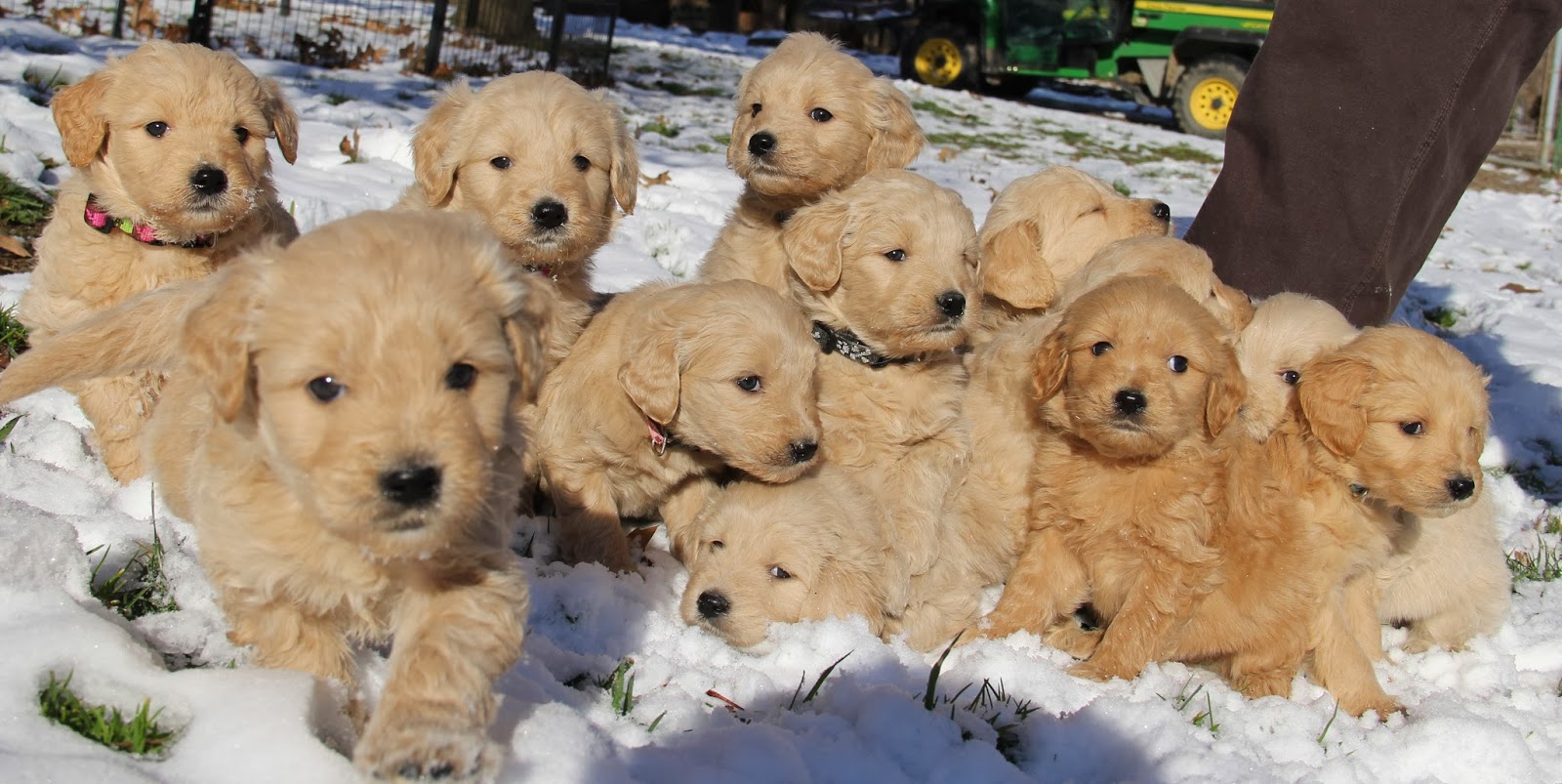 Yesteryear Acres - Doodle Days : Snow Puppies!