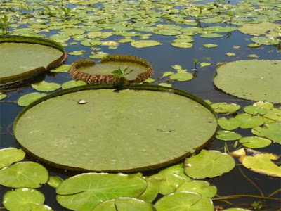 Federal Ciudad: El irupé, una flor con leyenda, reapareció en una isla ...