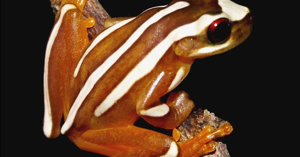 Species New to Science: [Herpetology • 2017] Dendropsophus nekronastes ...