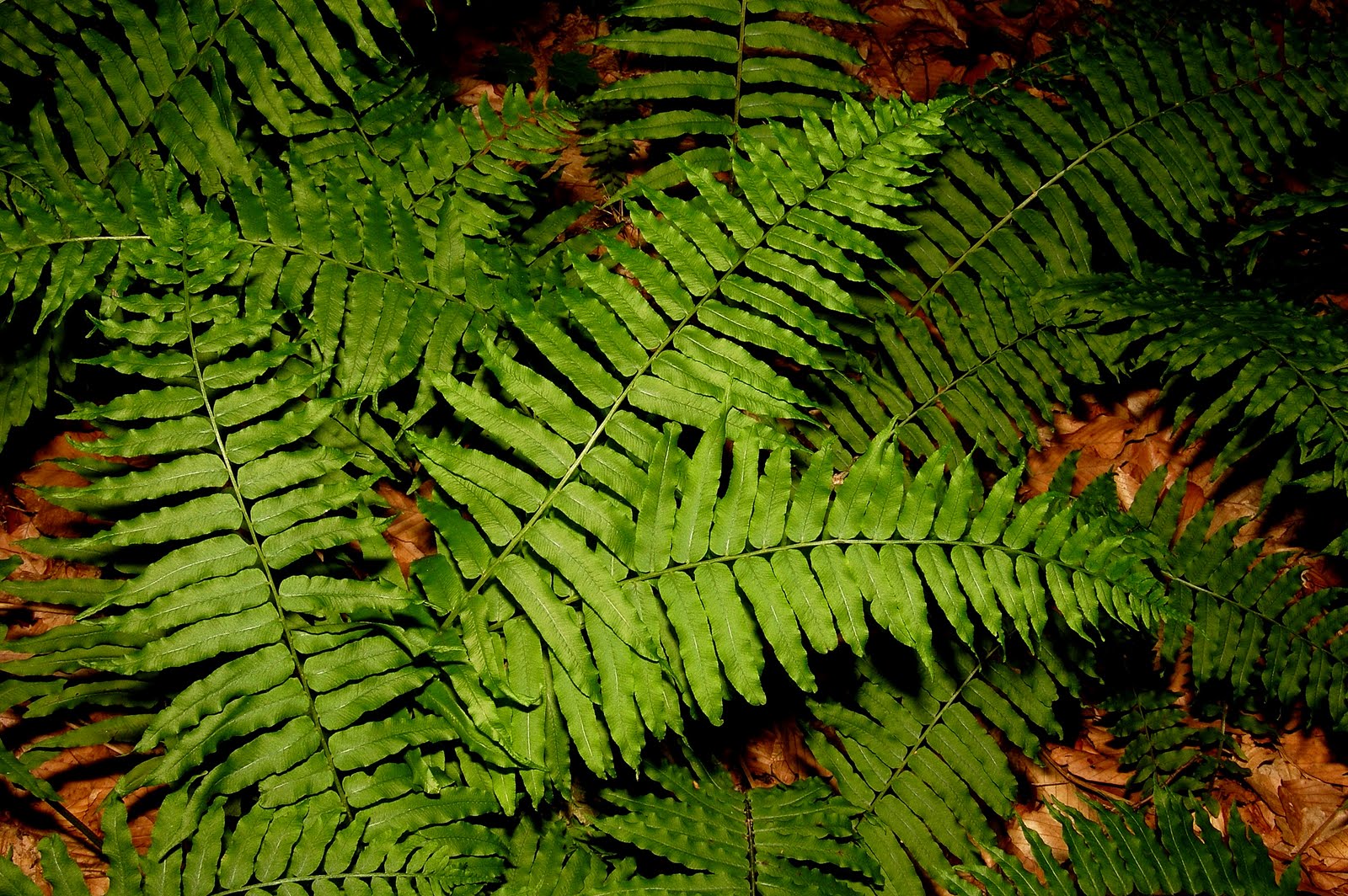 Get Your Botany On!: A Few Indiana Ferns, part 2