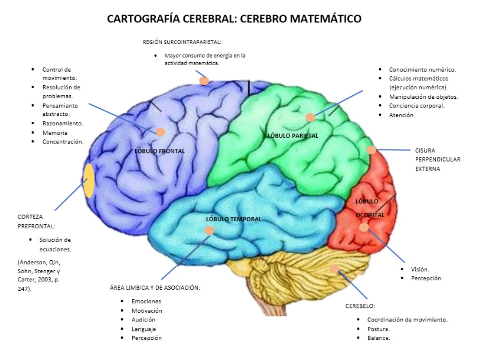 Razonamiento matemático IV: CARTOGRAFÍA CEREBRAL: CEREBRO MATEMÁTICO