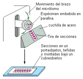 Biología 2º Bach.: Introducción a la citología (estructura) y ...