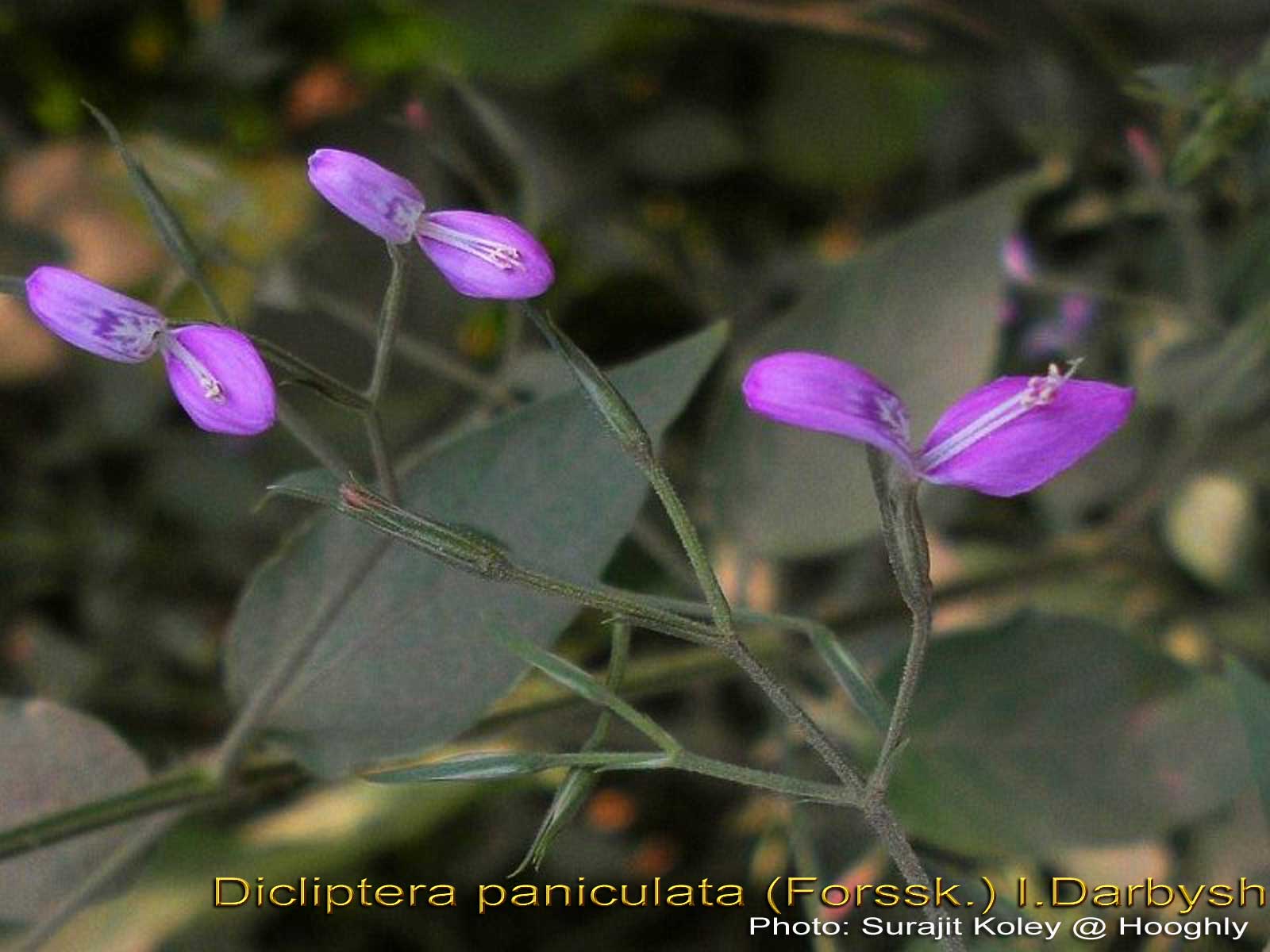 Medicinal Plants: Dicliptera paniculata Peristrophe paniculata ...