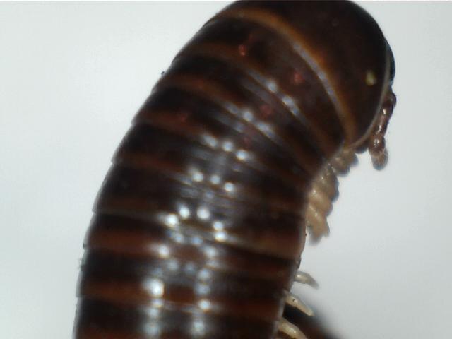 O MUNDO DOS INSETOS: gongolo