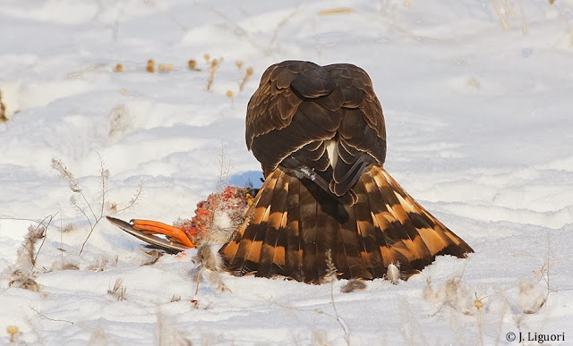 Raptor Identification and Photography: Raptor Tail Patterns