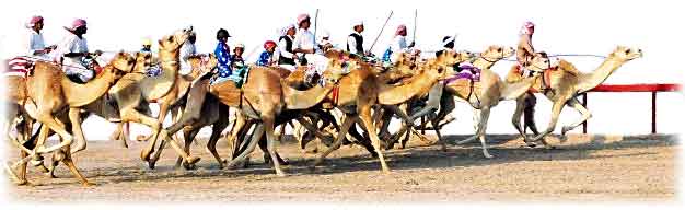 Ladies who do lunch in Kuwait: The 11th Kuwait Camel Racing ...