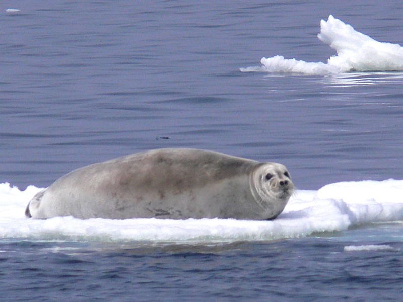 Animals of the world: Bearded seal