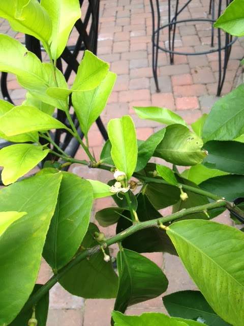 Little Bit Of Sugar: Lemon Tree Update