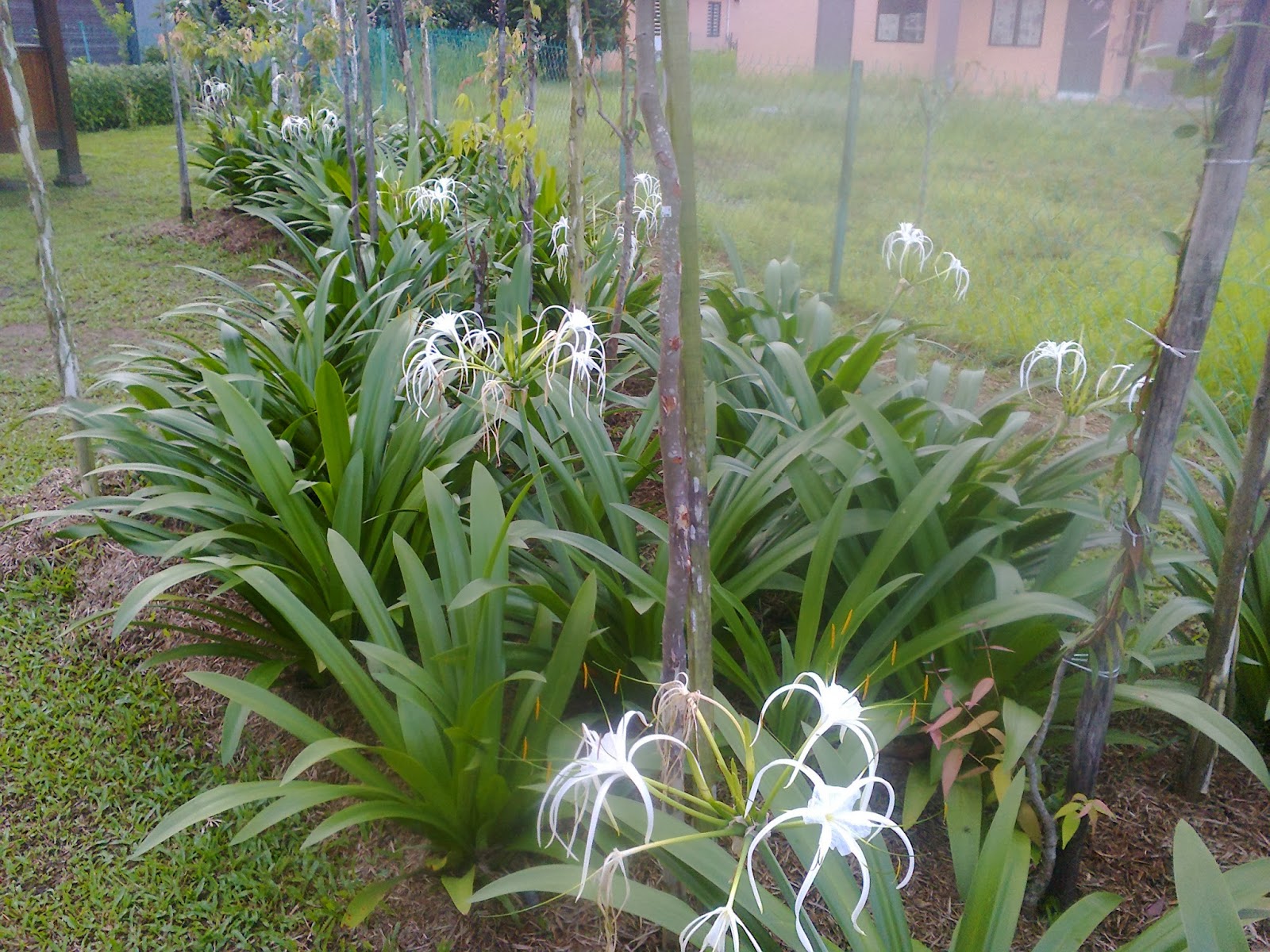 Akan aku tenang selalu......: Pokok `Spider Lily' saya...