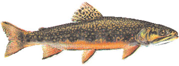 Adirondack Diver: Common Freshwater Fish in New York Part 4