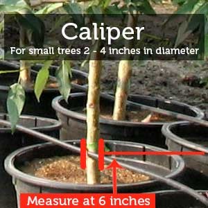 caliper | 樹沃客樹藝