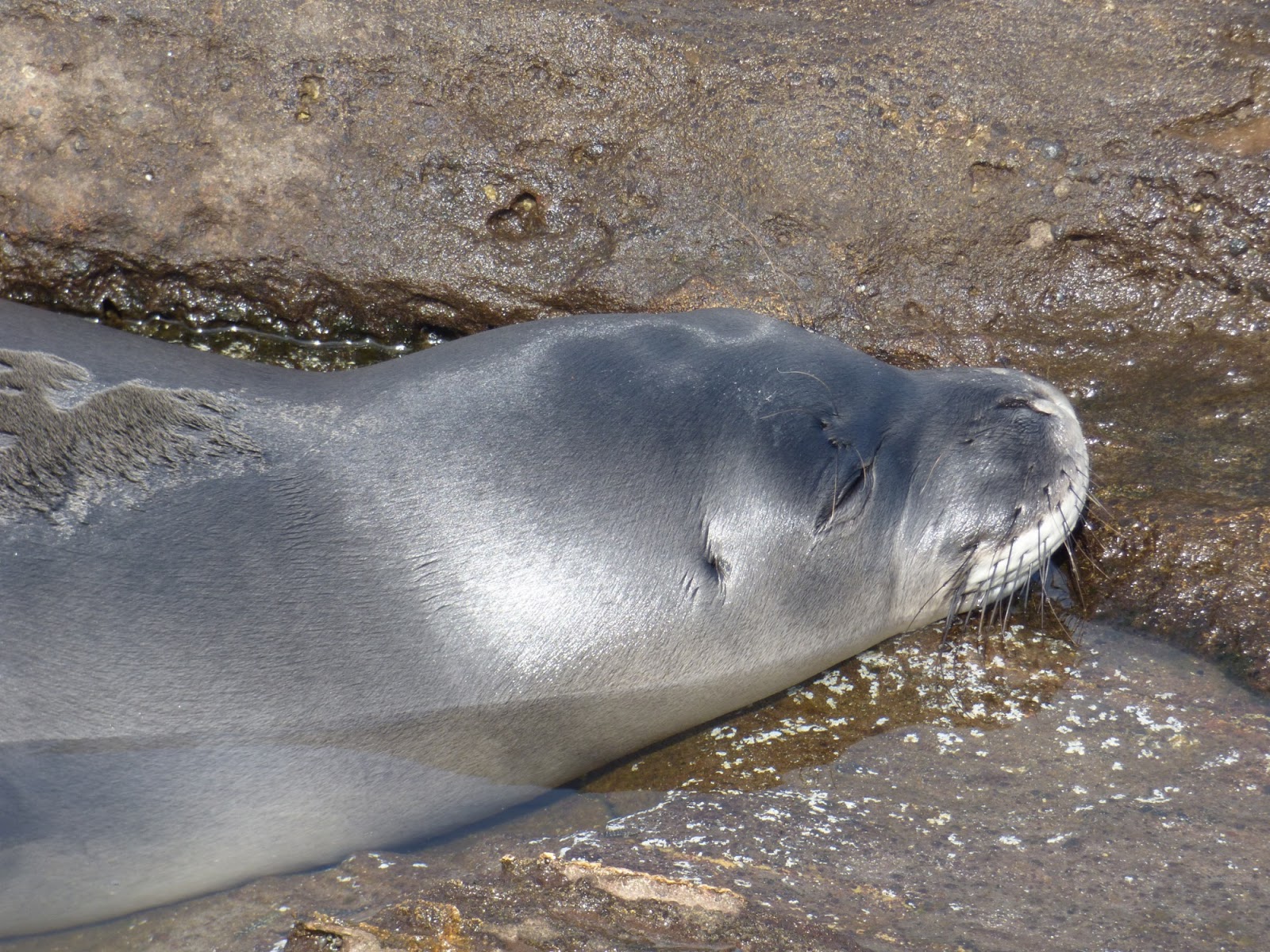 MonkSealMania.blogspot.com: 6/29/2016 DB's Dailies: Kaiwi&PO4@AD, Kekoa ...