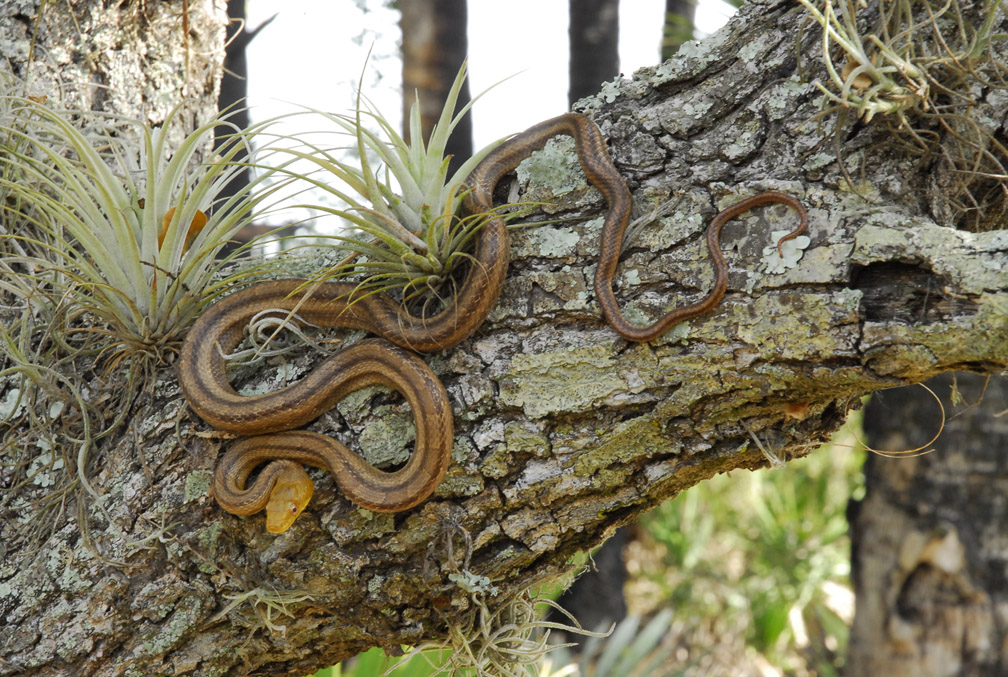 Trabajar en el zoo: Cuidados de la víbora ratonera