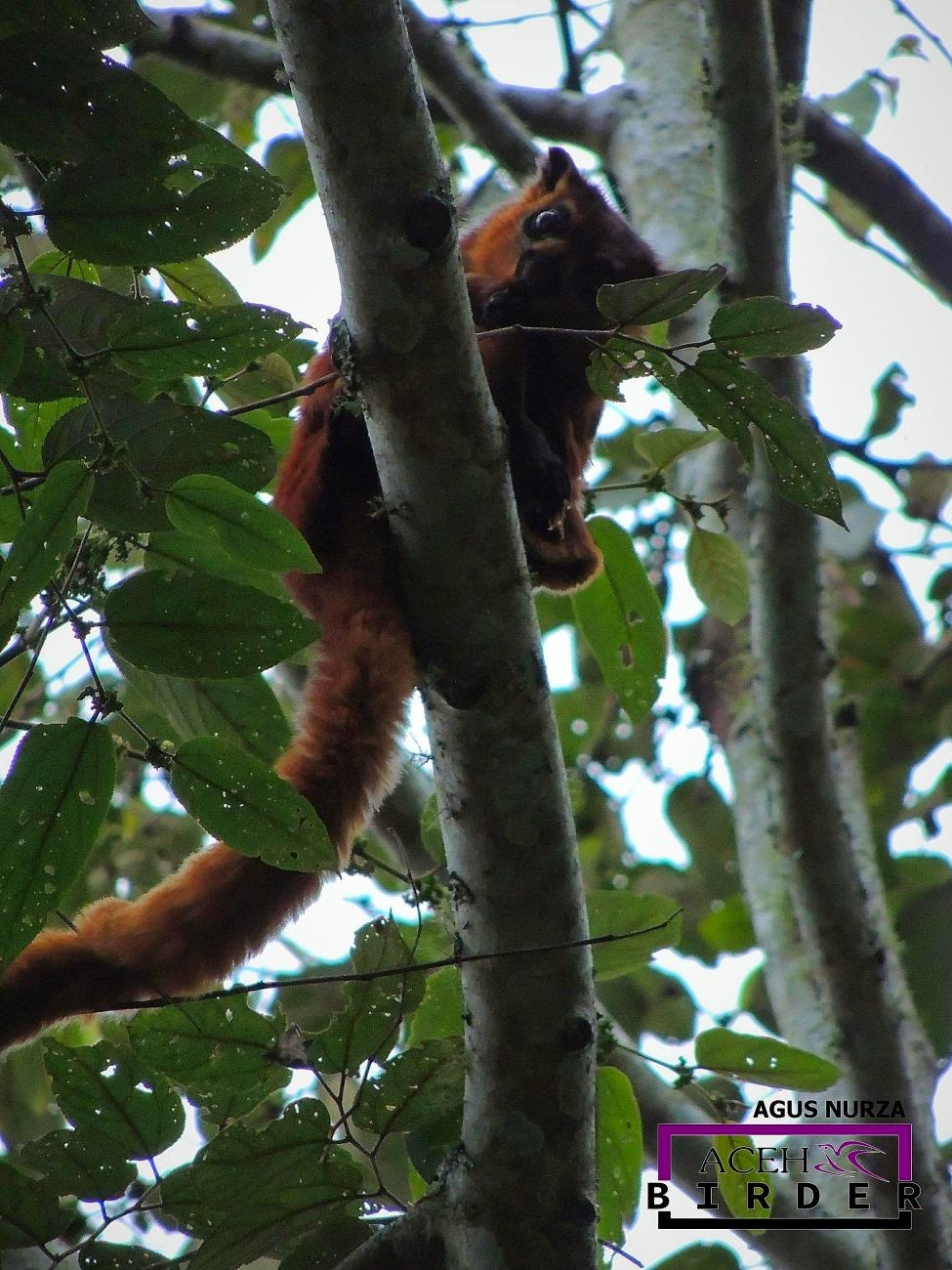Birding in Sumatra, Birding in Indonesia: THE HOLISTIC BIRDING IN SUMATRA