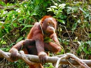 Kayan Mentarang National Park - Indonesia Everything | Visit Indonesia ...