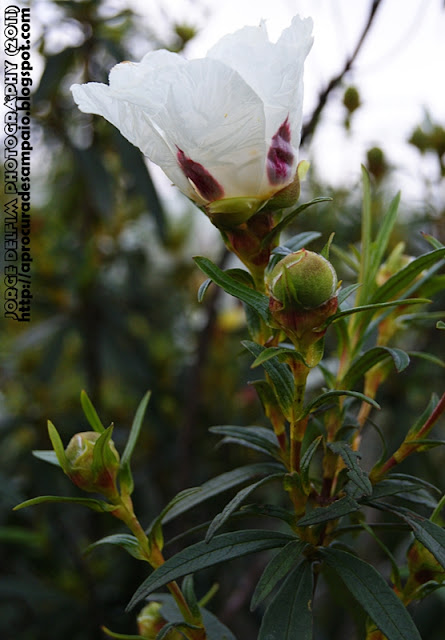 O CANTINHO DO JORGE: Flor da Esteva em Sampaio (Concelho de Vila Flor)