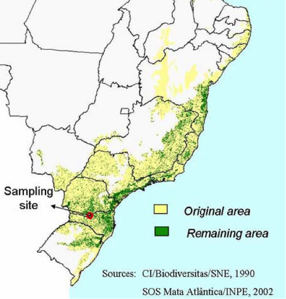 The Atlantic Forest in Brazil : HISTORY