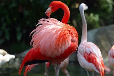 Flamingo - Burung Pink Yang Terkenal