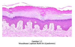 3 Lapisan Struktur Kulit : Kulit Ari (Epidermis), Kulit Jangat (Dermis ...