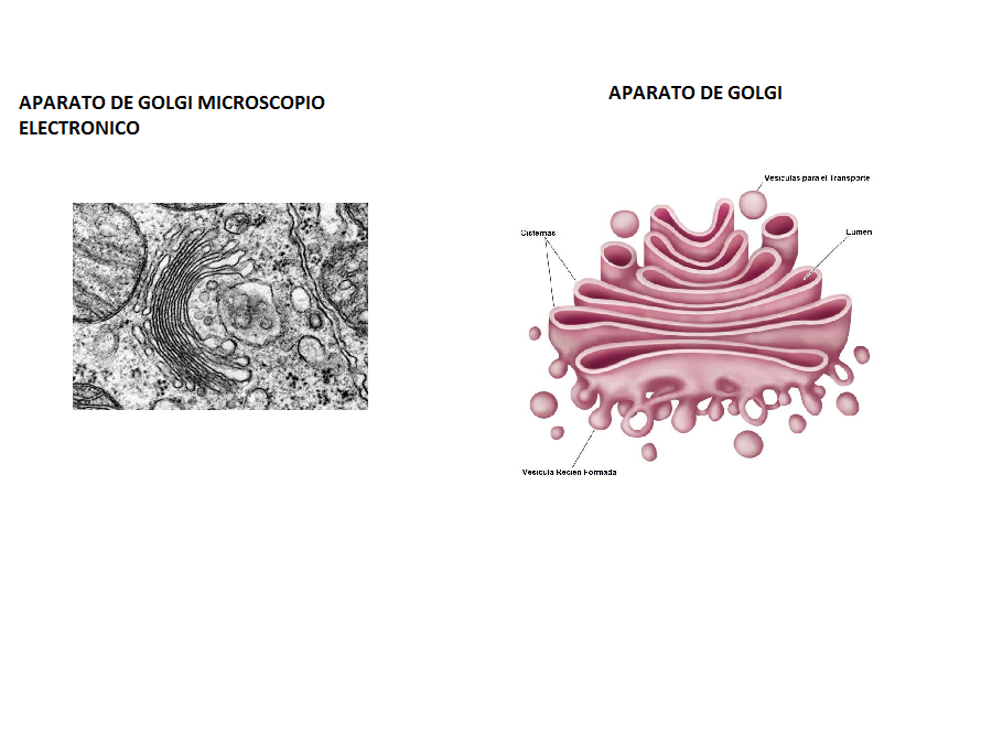 ORGANELAS: aparato de golgi- función y estructura