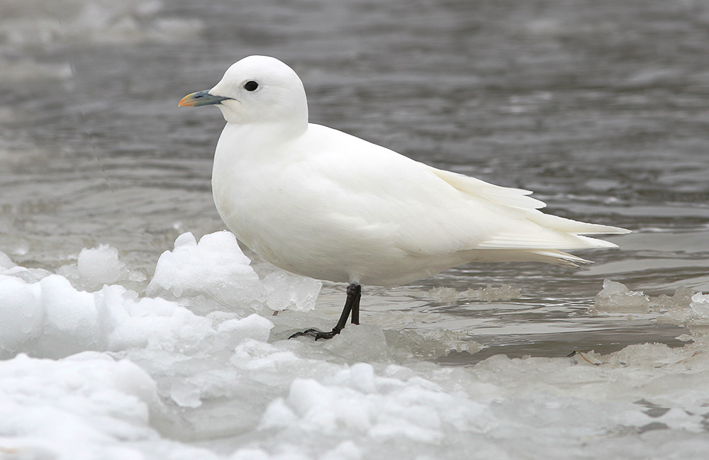 The Bruce Mactavish Newfoundland Birding Blog: Perfection Blemished ...