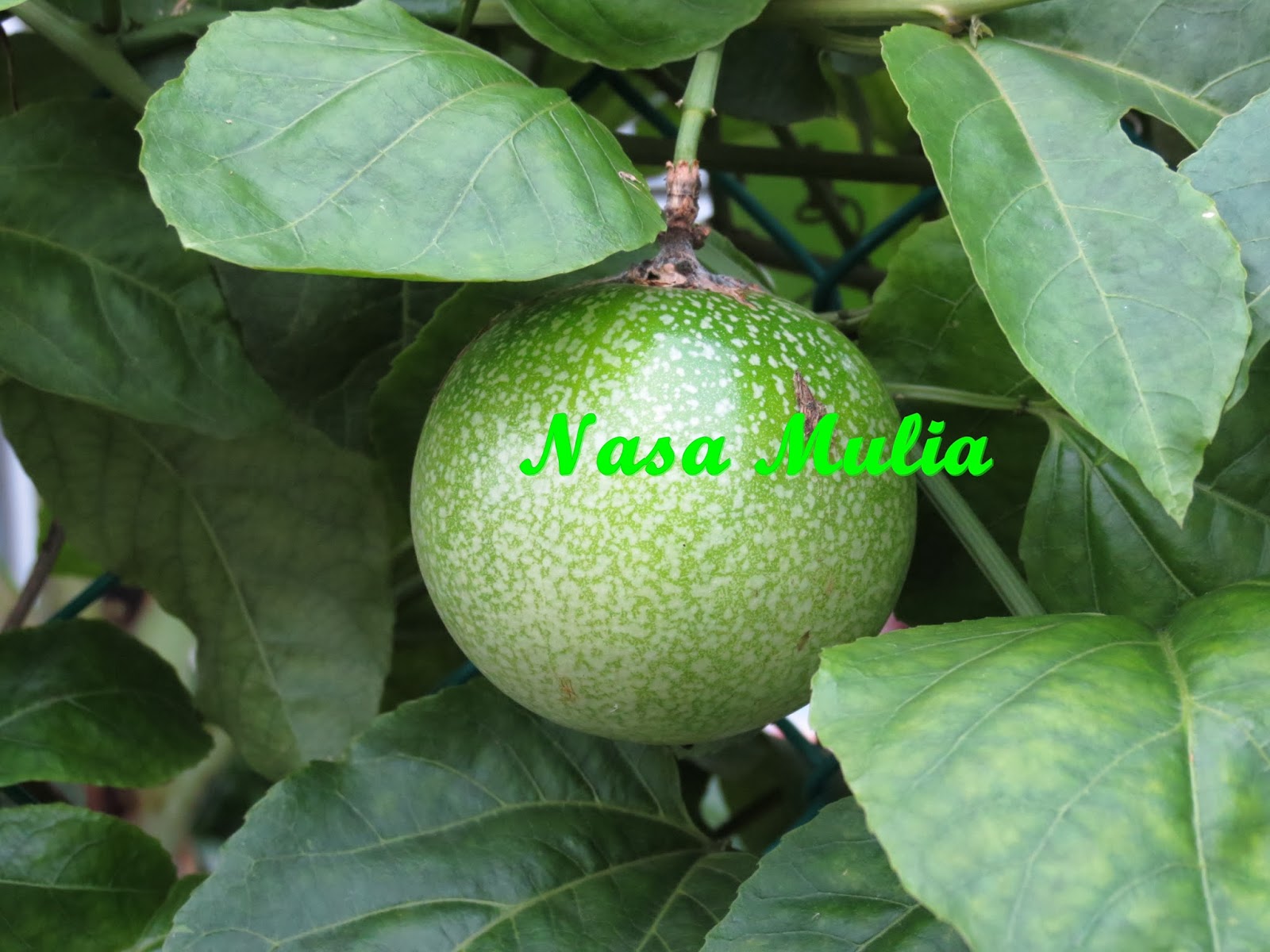 warna warni hidupku..............: Buah Markisa @ Passion Fruits