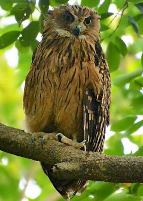 Tawny fish owl images | Birds of India | Bird World