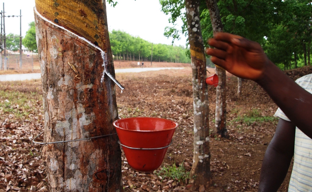 Kirkham's Mission Blog from Liberia: Tapping Rubber Trees