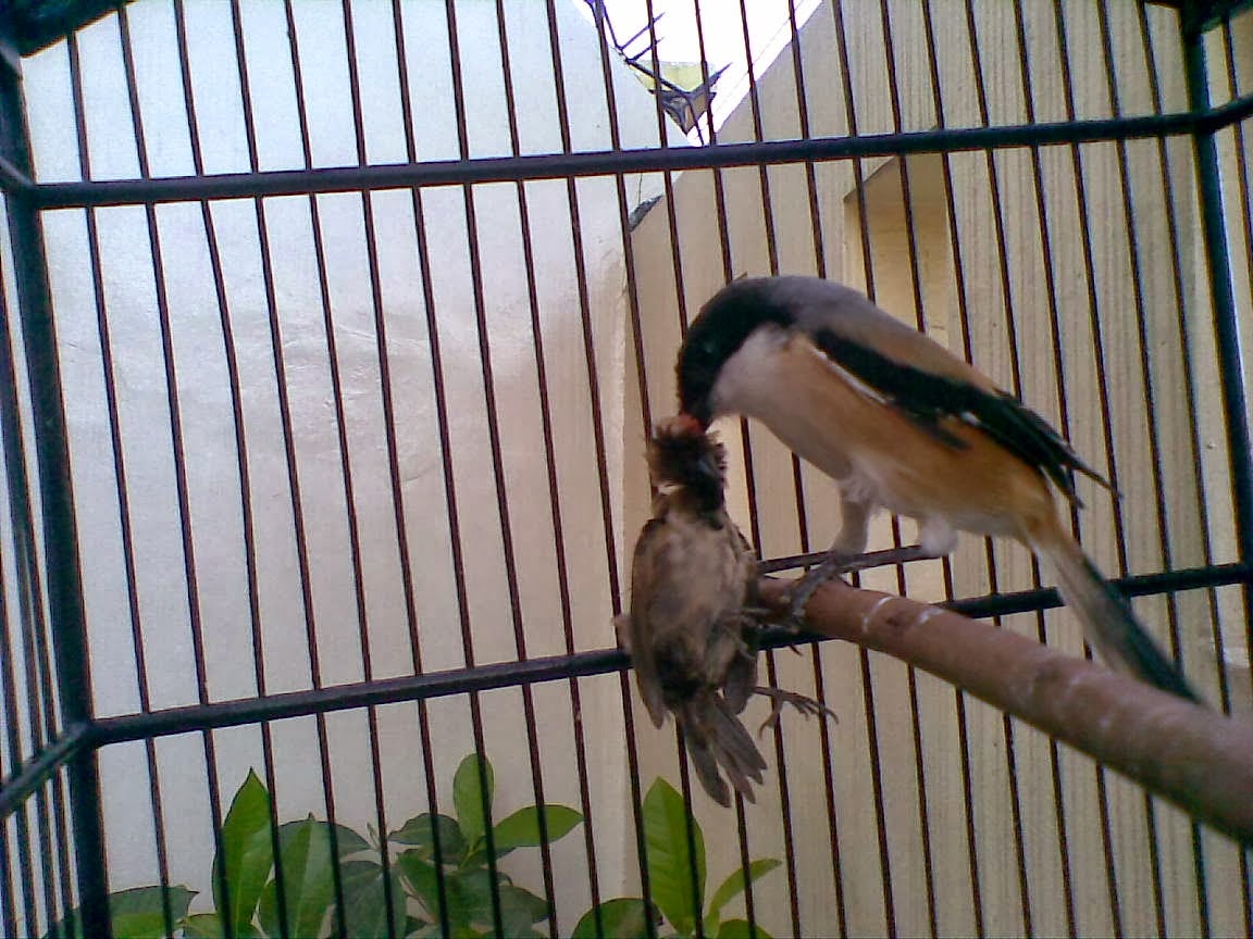 Berbagi Ilmu dan Pengalaman Itu Indah: Tentang Burung Cendet