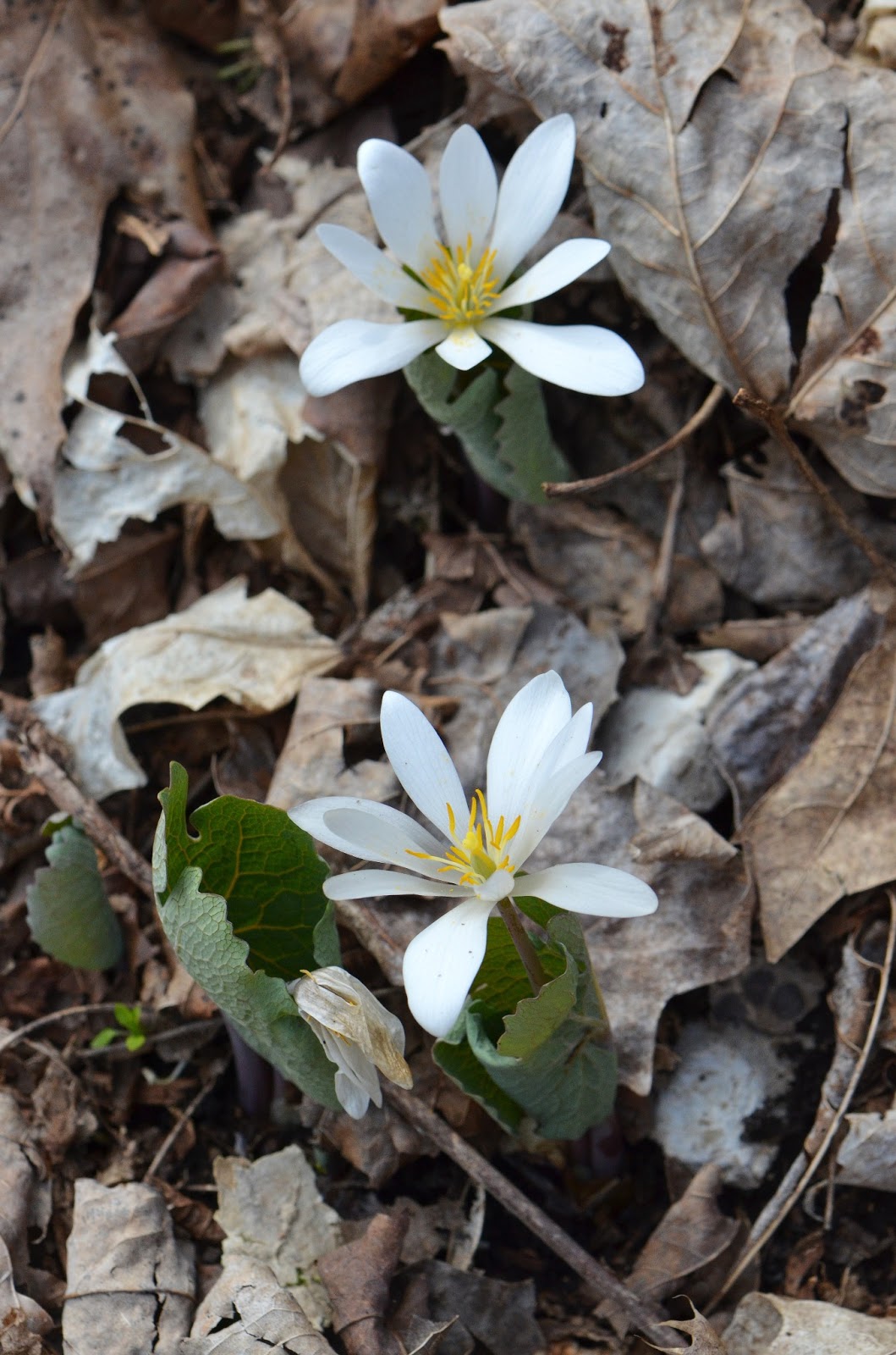 The Kentucky Nature Blog: Early Spring Wildflowers at Floracliff Nature ...