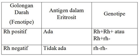 BIOLOGI GONZAGA: GENETIKA MANUSIA (HOMO SAPIENS)