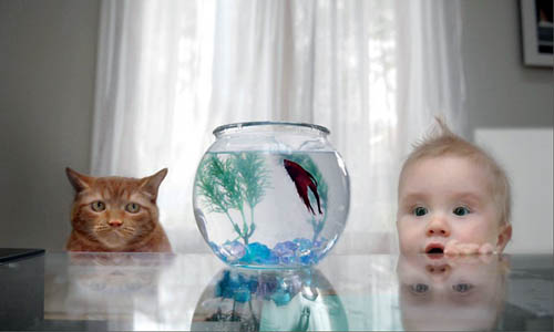 laugh or smlie: funny picture of cat fish baby