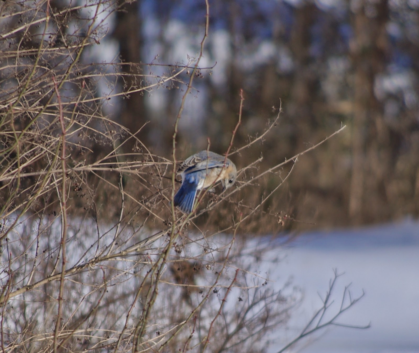 sweetbay: Bluebirds in the Snow