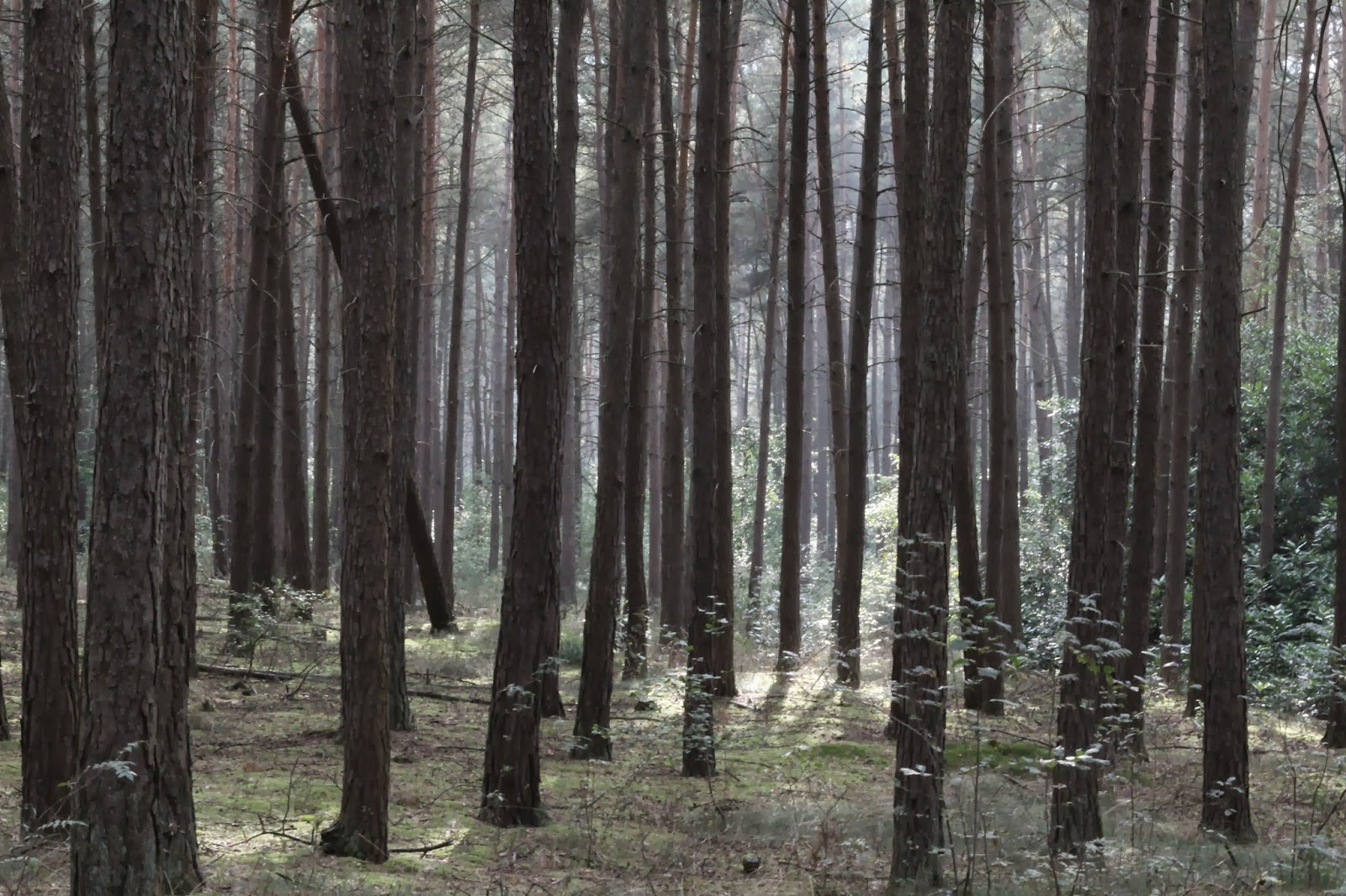 A T S W I M - T W O - B I R D S: fall 3