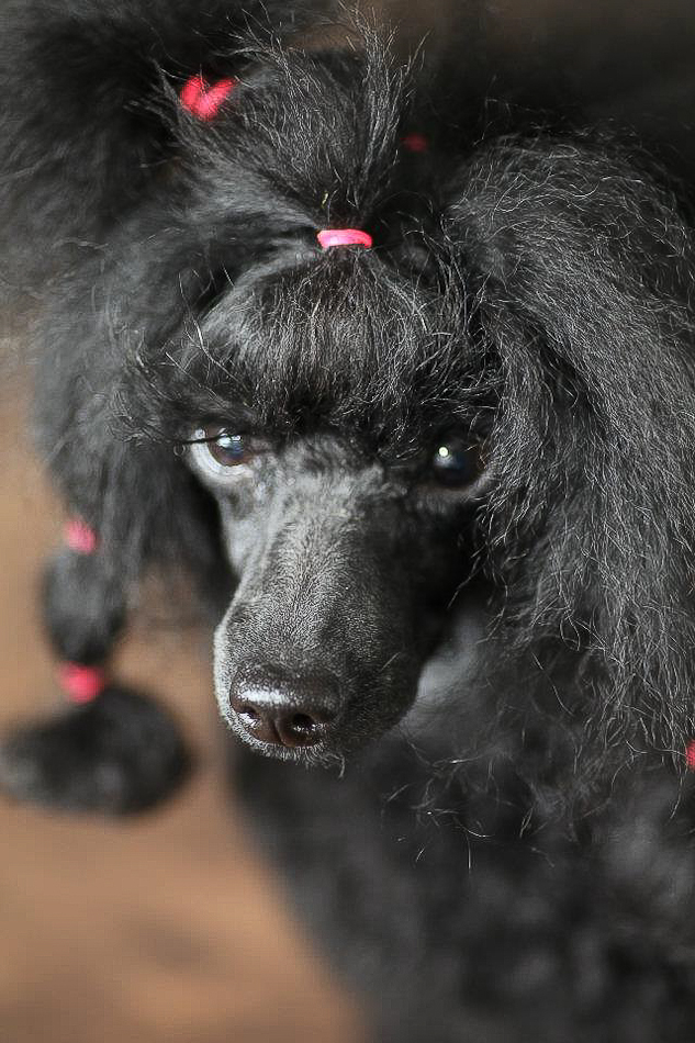 Saa Kurkistaa: Meidän villakoirat