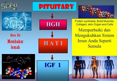 Manfaat H G H (Human Growth Hormone) - Bionutric Indonesia | Terapi ...