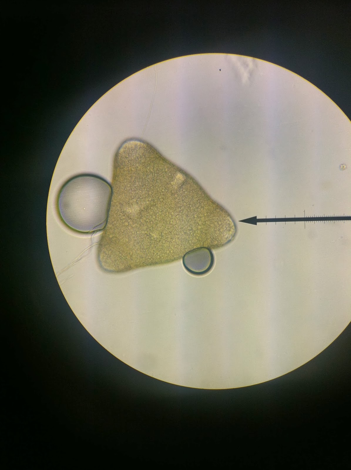 Pollen in the Rose Family : Compound Microscope