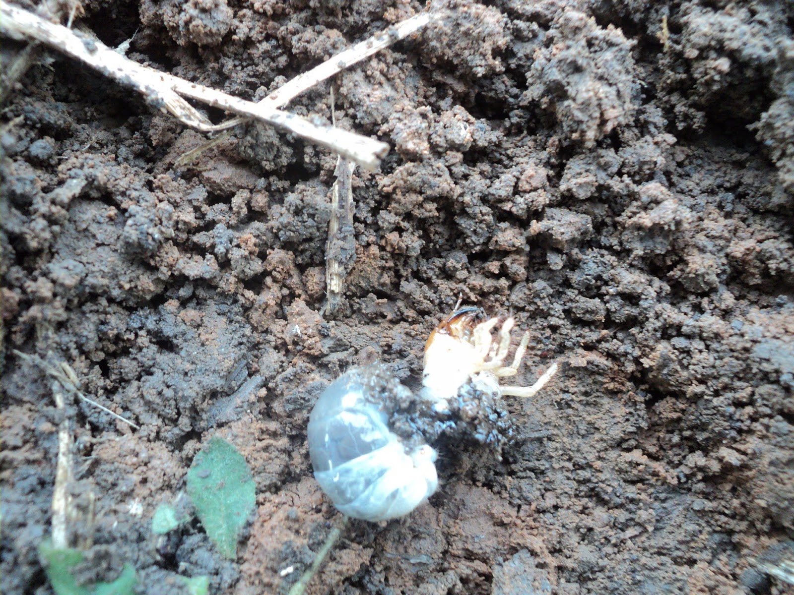 SALIDA PARA LA REALIZACIÓN DE LA CALICATA