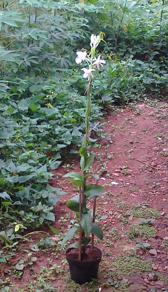 Pecteilis susannae (L.) Raf., 1837 ~ Orchid of Java