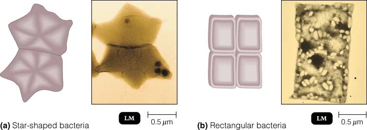 SENTHIL PRABHU SIVASAMY: CELL BIOLOGY I
