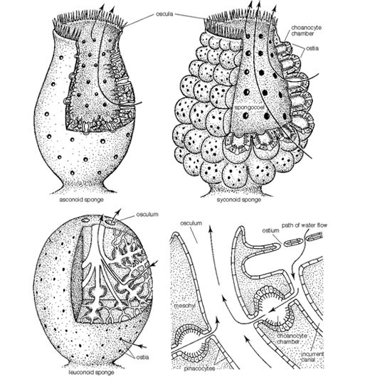 Biologia - nauka o życiu: Gąbki (Porifera)