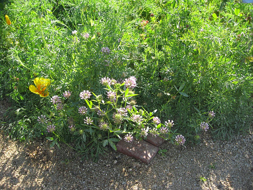 Mother Nature's Backyard - A Water-wise Garden: Plant of the Month ...