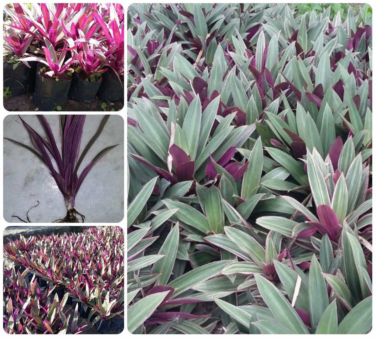 RW PAISAGISMO: FORRAÇÃO: ABACAXI ROXO