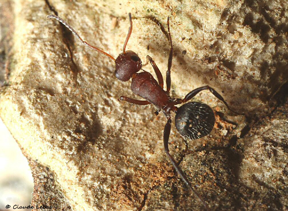 fourmis de Cuba- Hormigas de Cuba- Ants of Cuba: Camponotus planatus