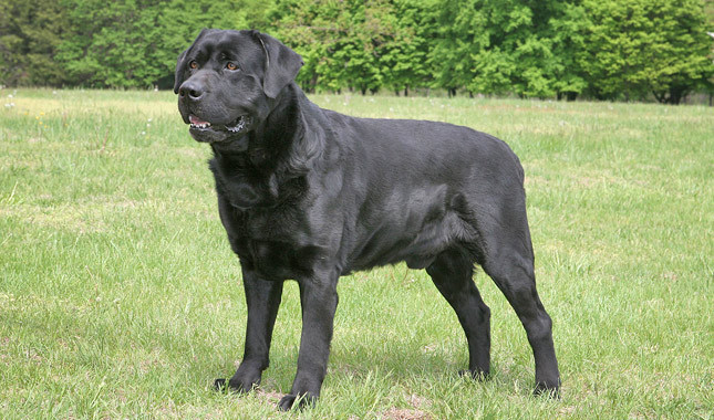 Black Labrador Retriever. Block head | Cani