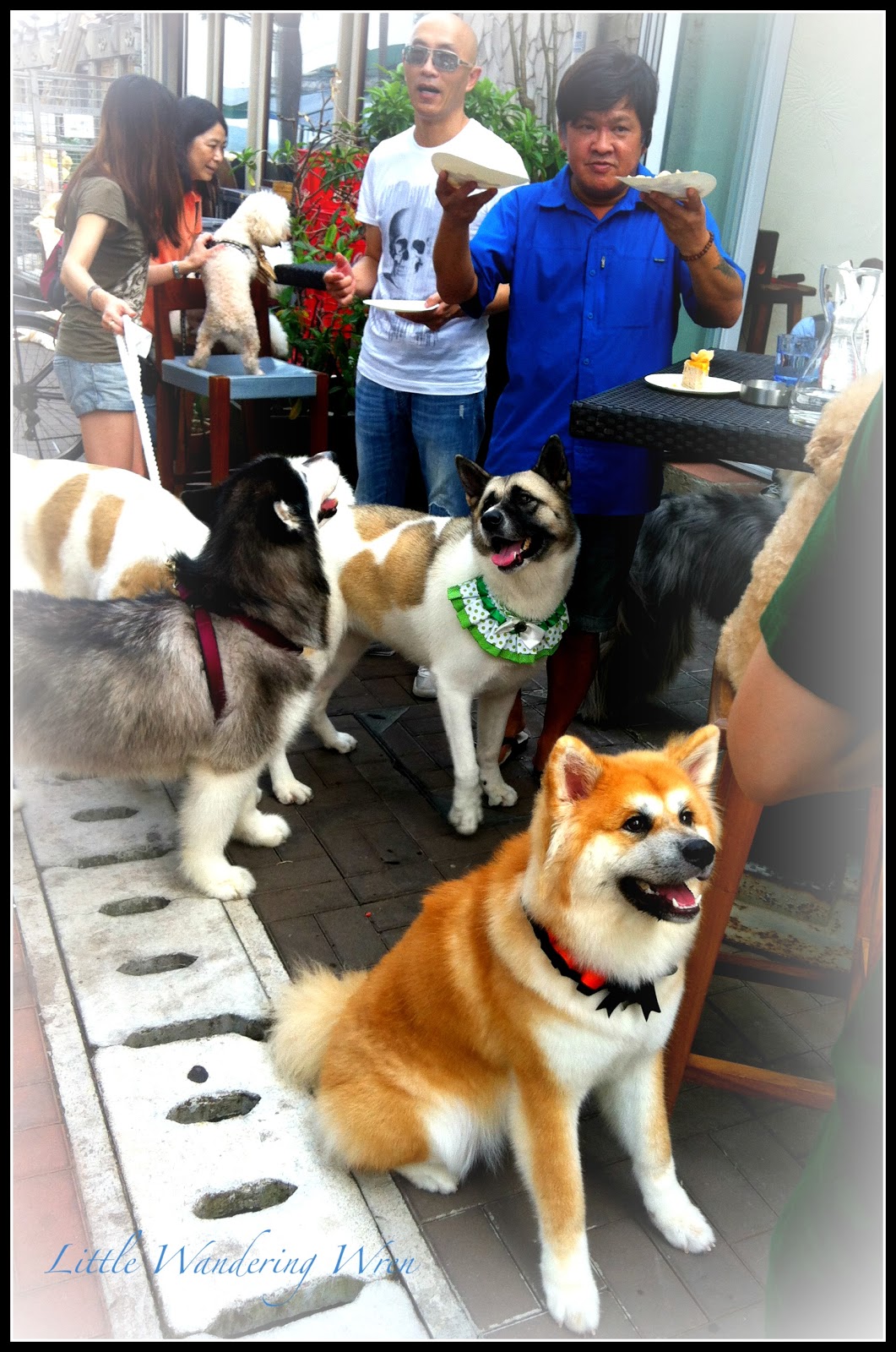 Hong Kong - it's a dogs dinner - LittleWanderingWren