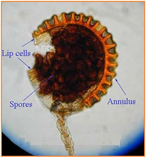 BIOLOGI GONZAGA: CATATAN LUMUT - PAKU