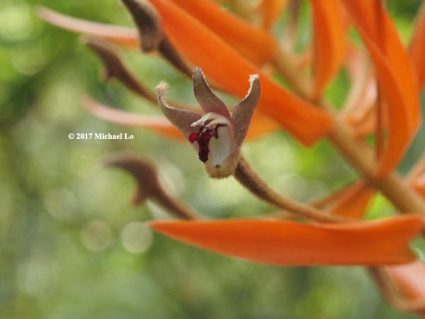 The rainforests of Borneo & Southeast Asia: Eria ornata (wild orchid ...